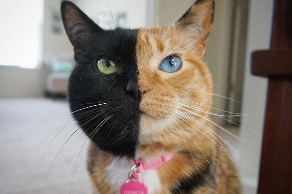 Stars and their eyes…Venus, the two-faced cat - nzoptics