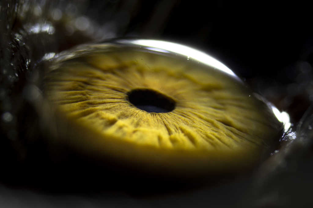 PRP: superior corneal healing - nzoptics