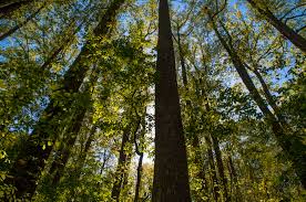 Quest to lessen carbon footprint
